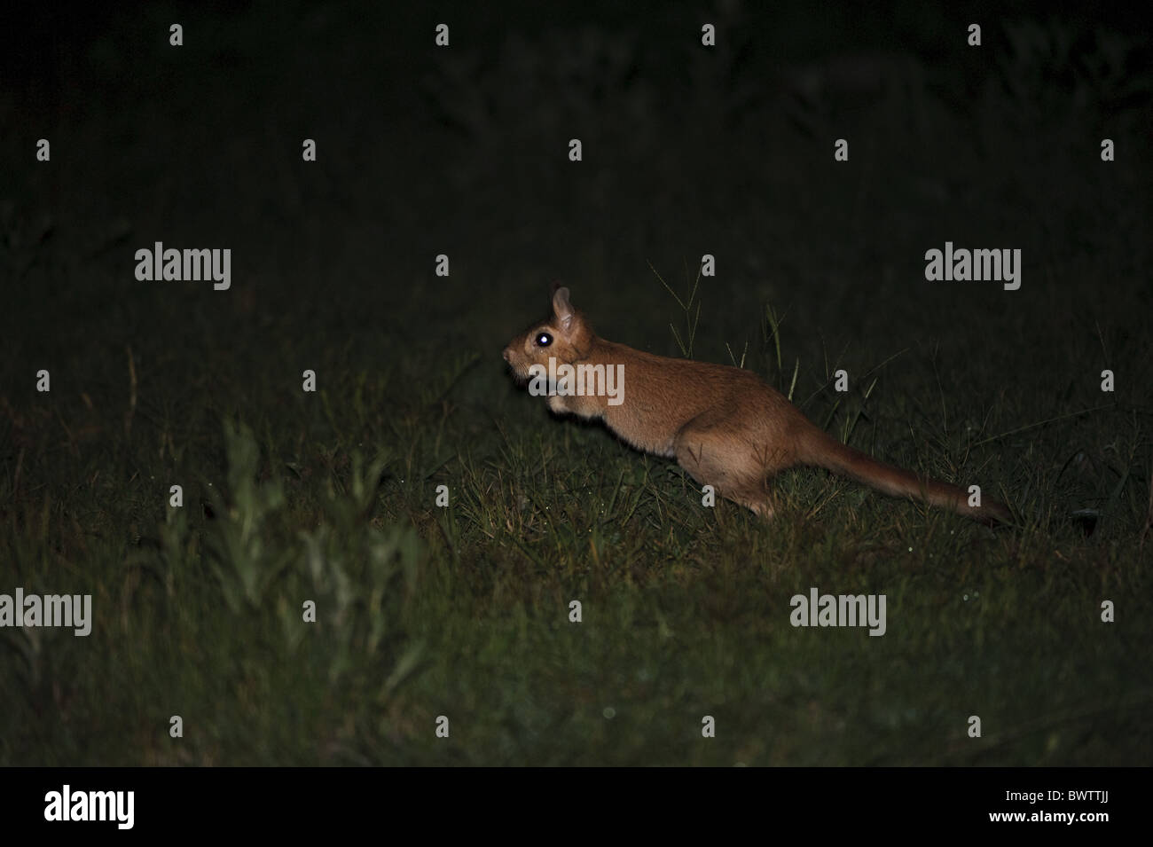 botswana delta grass kwando lebala linyanti nature night okavango ...