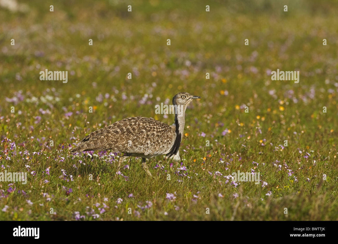 Houbara Bustard (Chlamydotis undulata fuertaventurae) adult male ...