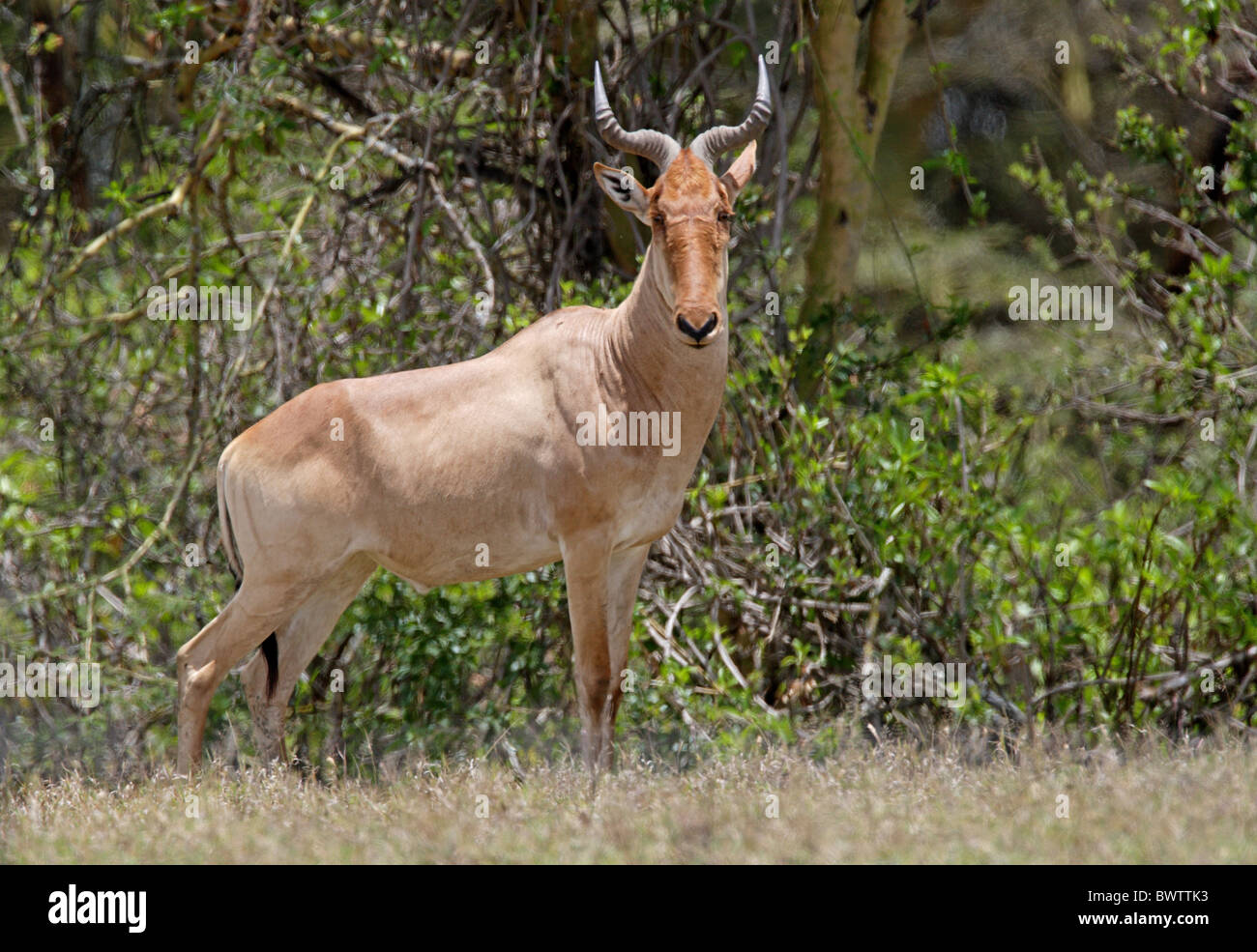 hartebeest hartebeests africa african herbivore herbivores mammal ...