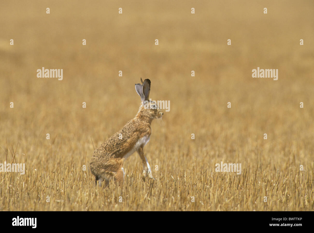 hare hares lagomorph lagomorphs hare hares eurasia eurasian europe ...
