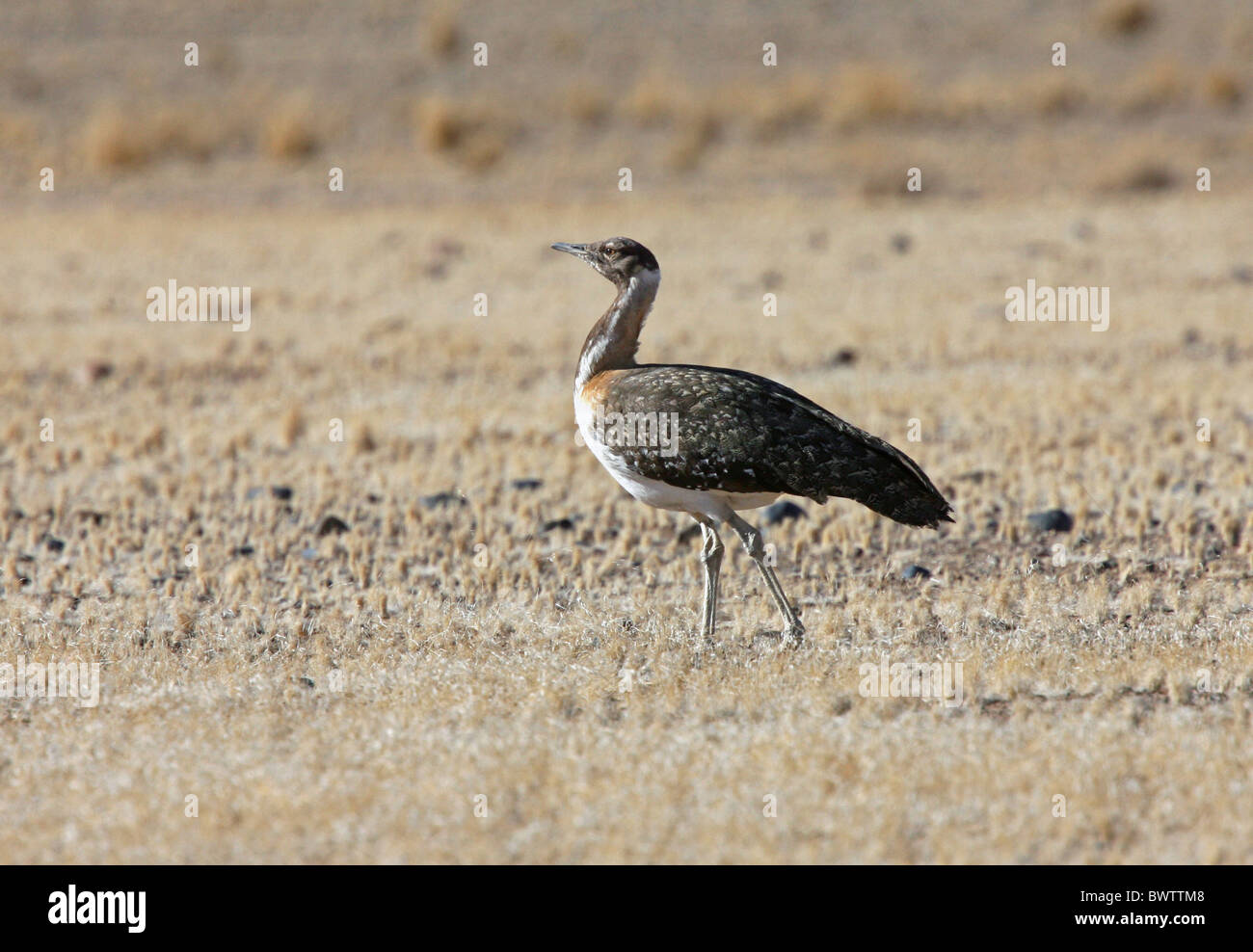 Ludwig's Bustard (Neotis ludwigii) adult, walking in desert, Namibia ...