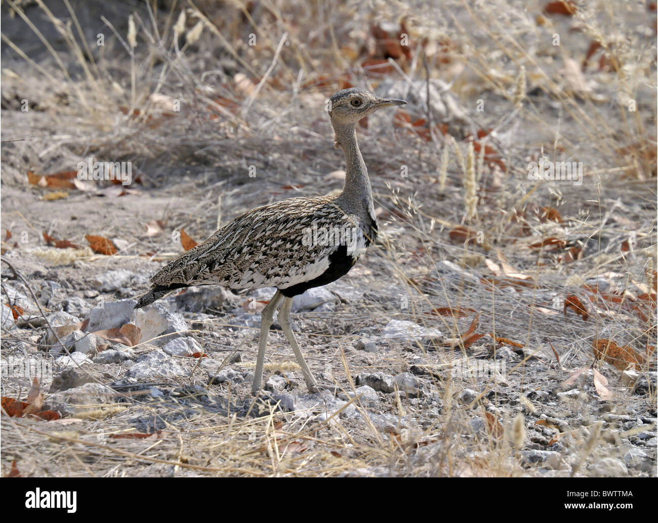 Red crested bustard eupodotis ruficrista adult hi-res stock photography ...