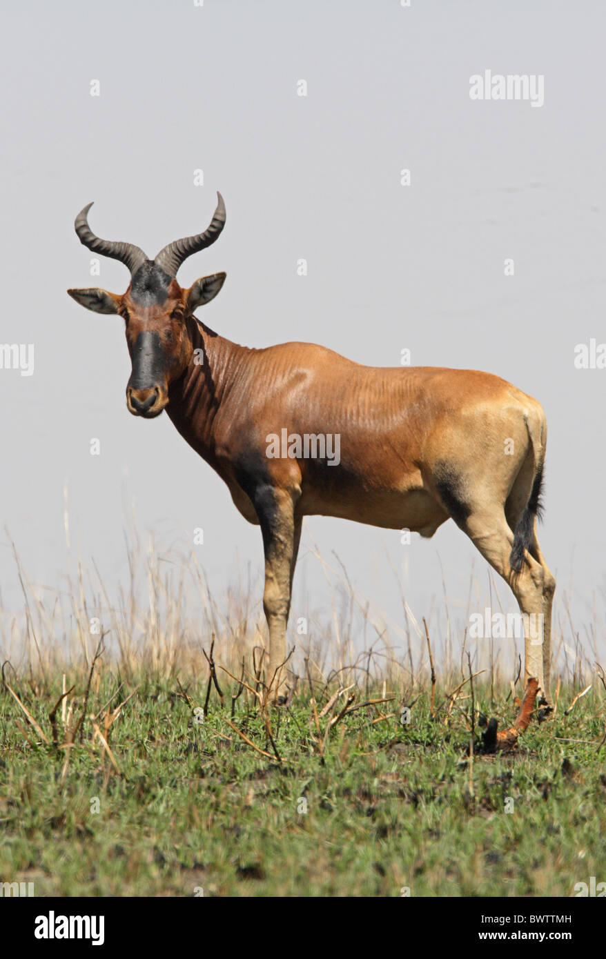 hartebeest hartebeests africa african ethiopia ethiopian subspecies ...