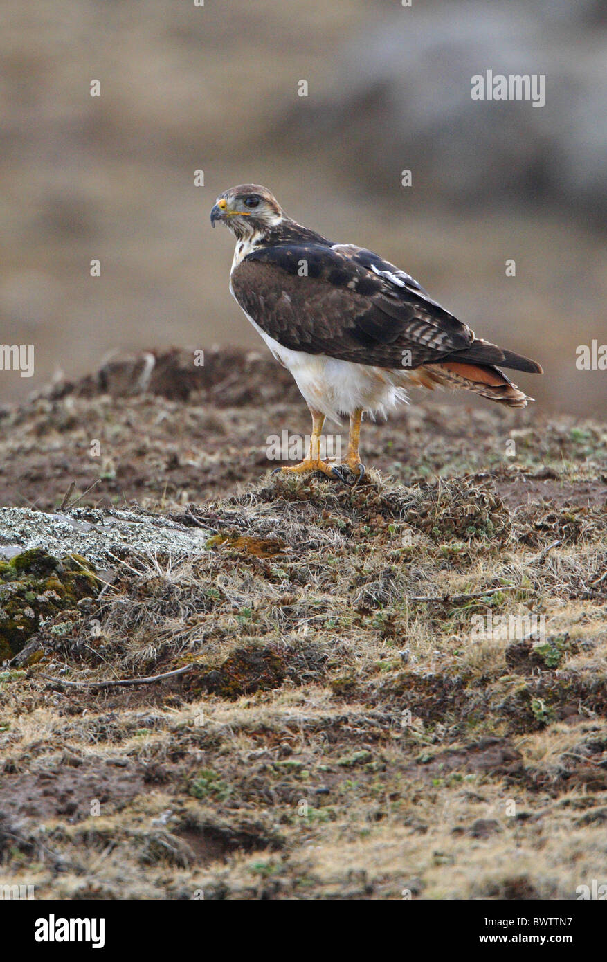 Augur Buzzard (Buteo augur) immature, standing in moorland, Bale ...