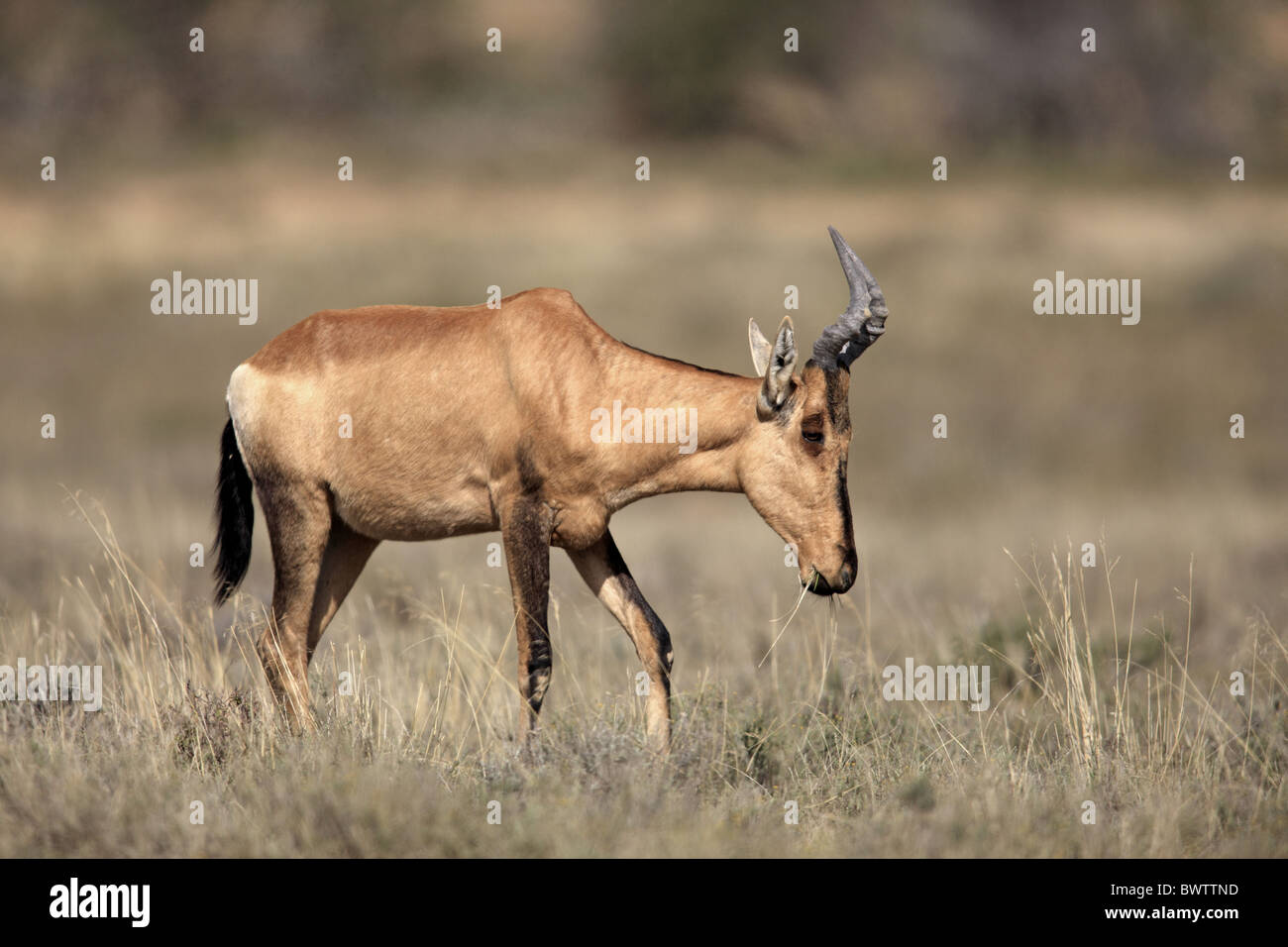 fressend - feeding hartebeest hartebeests africa african herbivore ...
