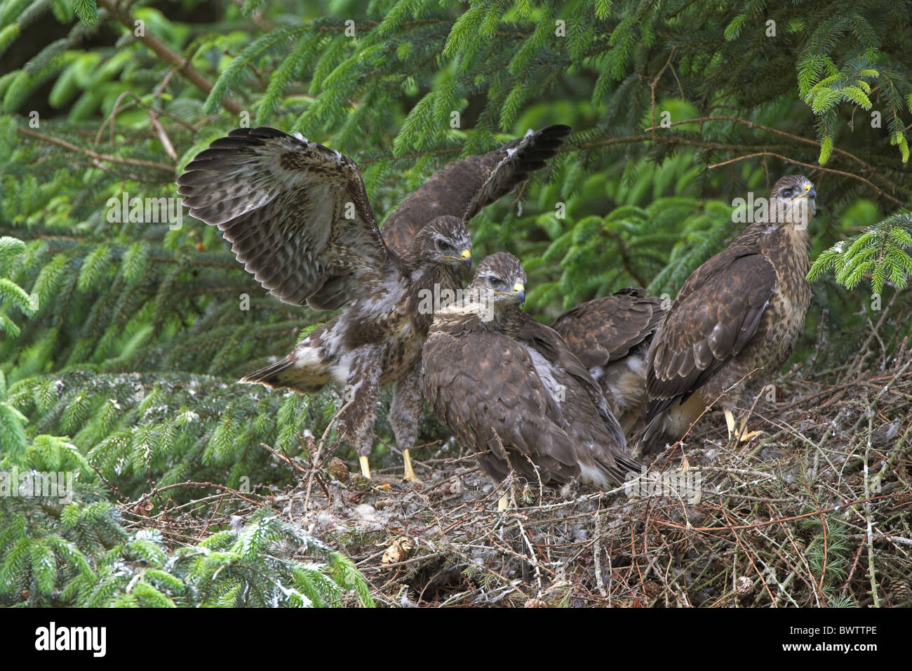 Buteo buteo common buzzard nest hi-res stock photography and images - Alamy