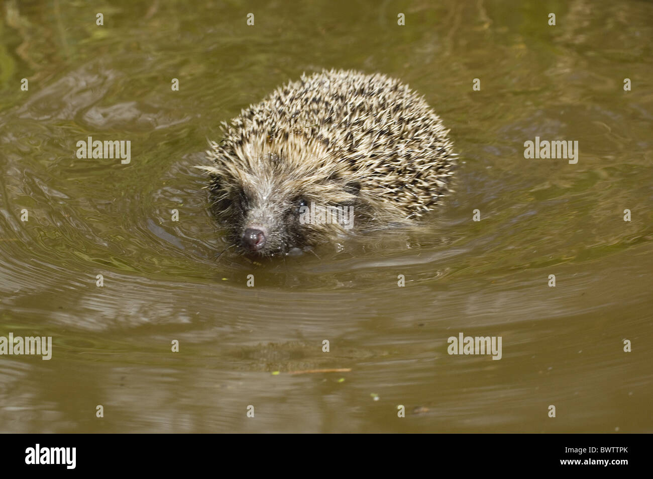 hedgehog hedgehogs insectivore insectivores mammal mammals animal ...