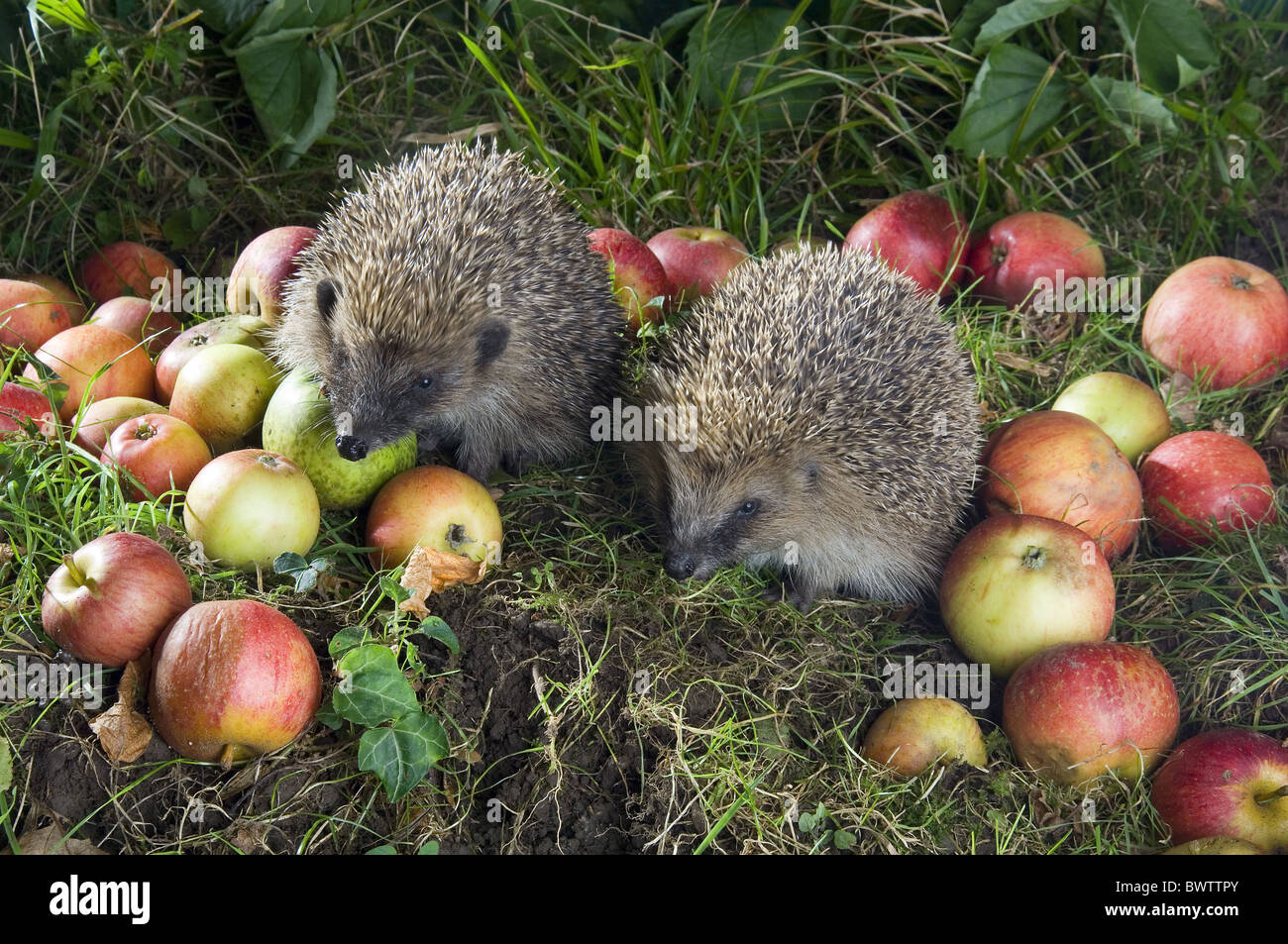 hedgehog hedgehogs insectivore insectivores mammal mammals animal ...