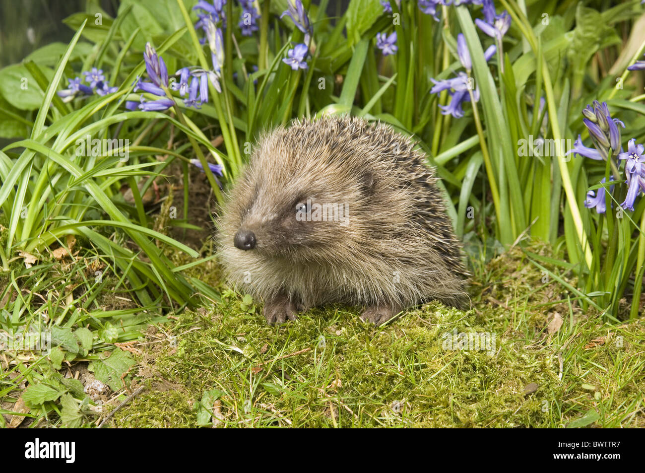 hedgehog hedgehogs insectivore insectivores mammal mammals animal ...