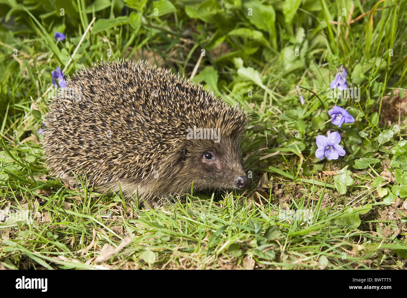 hedgehog hedgehogs insectivore insectivores mammal mammals animal ...
