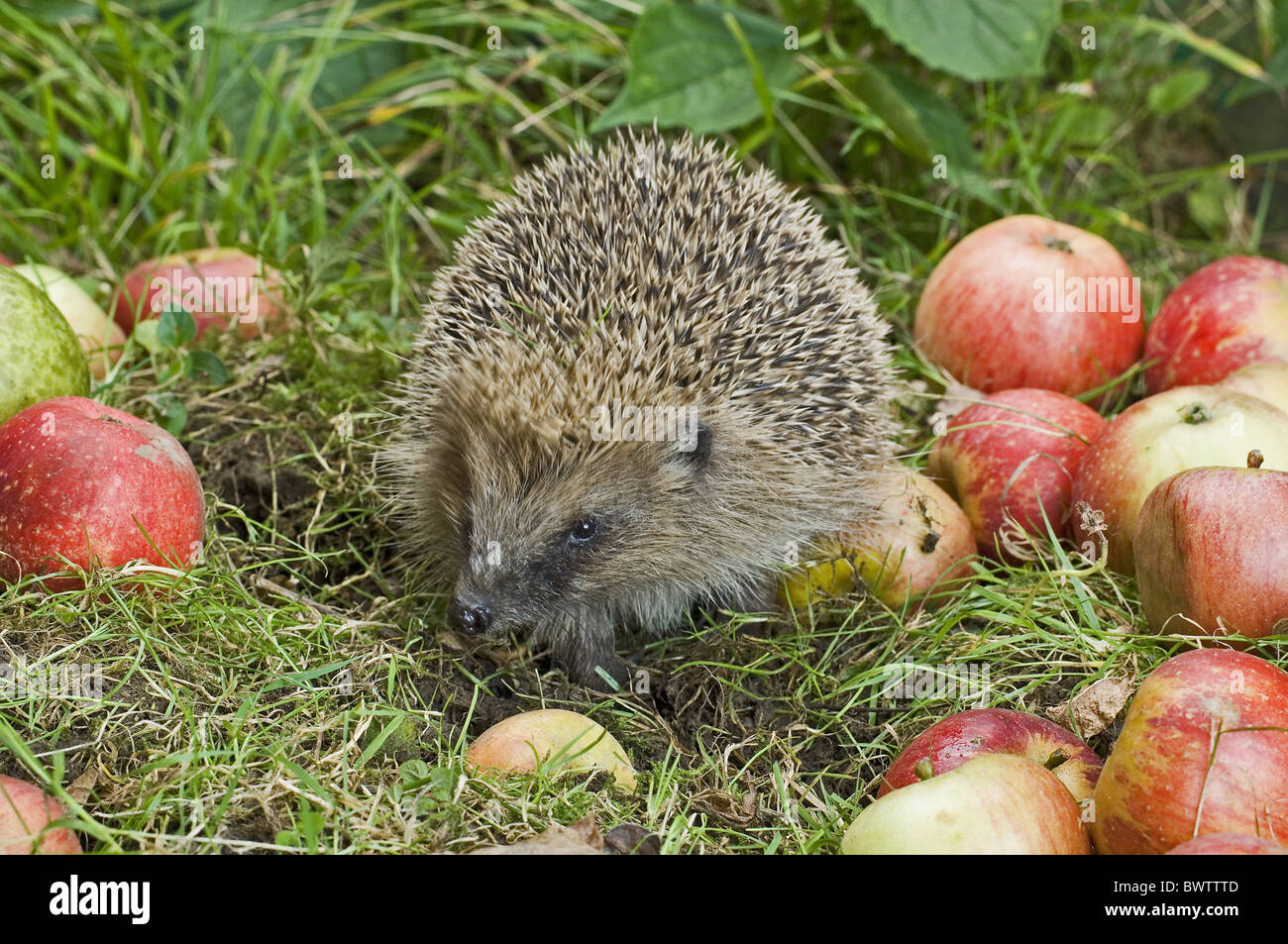 hedgehog hedgehogs insectivore insectivores mammal mammals animal ...