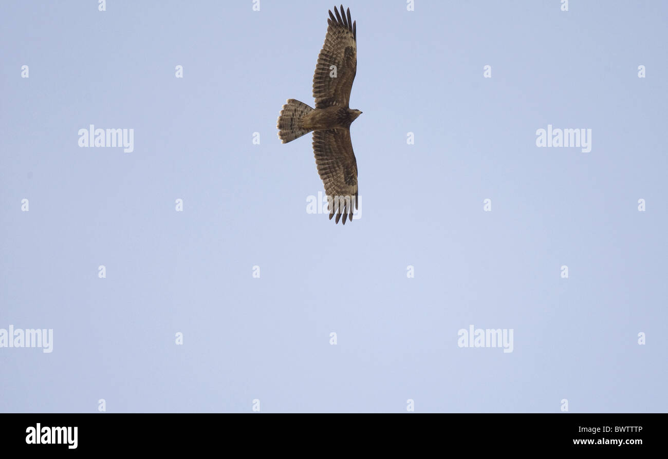Honey buzzard migration hi-res stock photography and images - Alamy