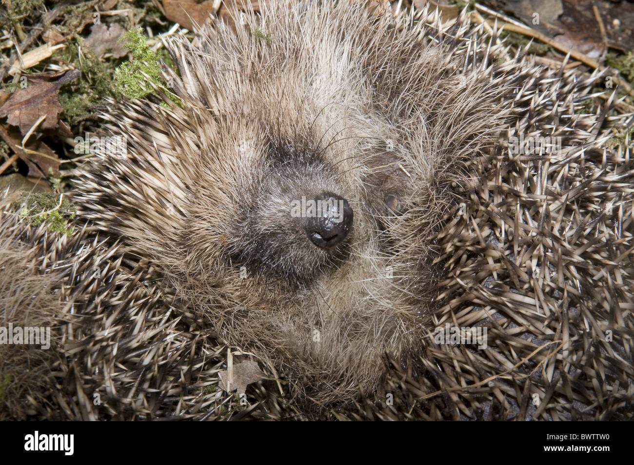 hedgehog hedgehogs insectivore insectivores mammal mammals animal ...