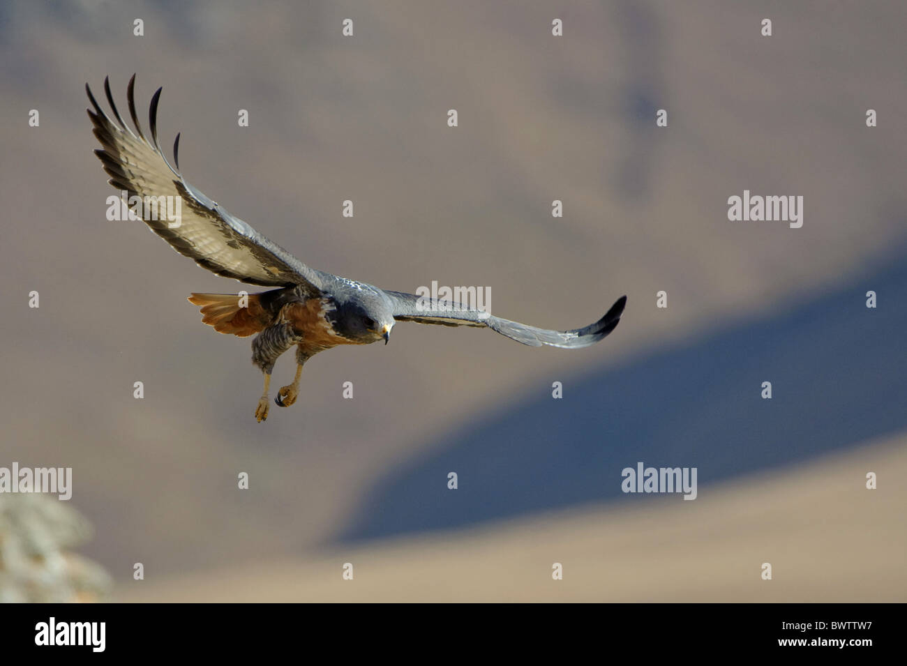 Jackal Buzzard (Buteo rufofuscus) adult, in flight over valley, Giant's ...