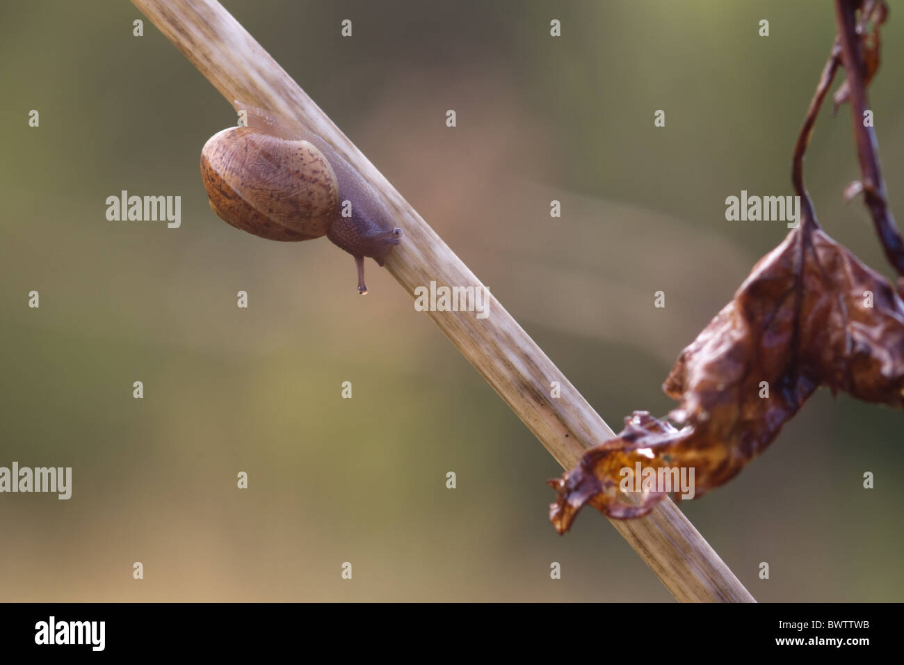 Snail Garden snail crawling on a stem Stock Photo - Alamy
