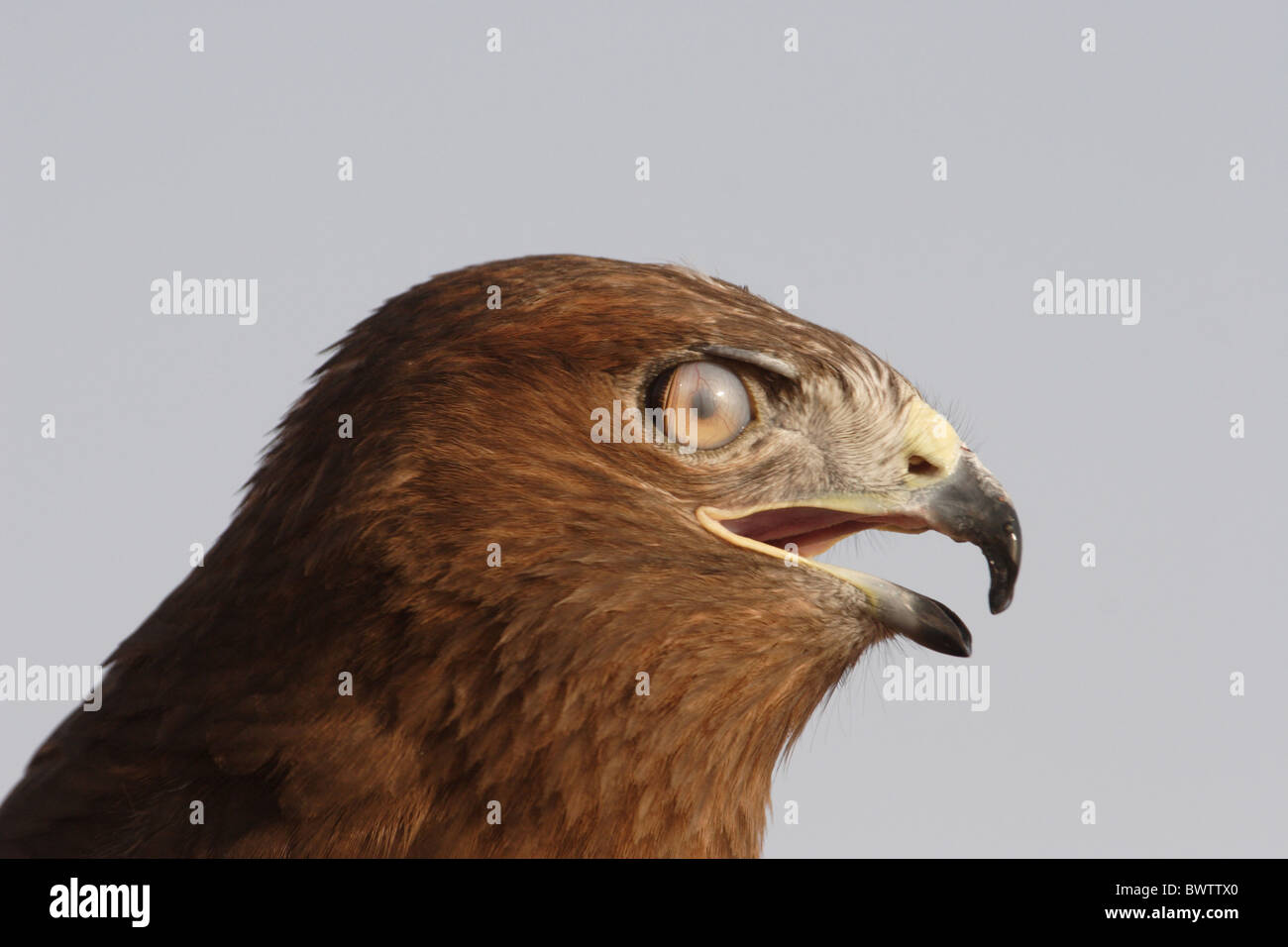 Desert buzzards hi-res stock photography and images - Alamy
