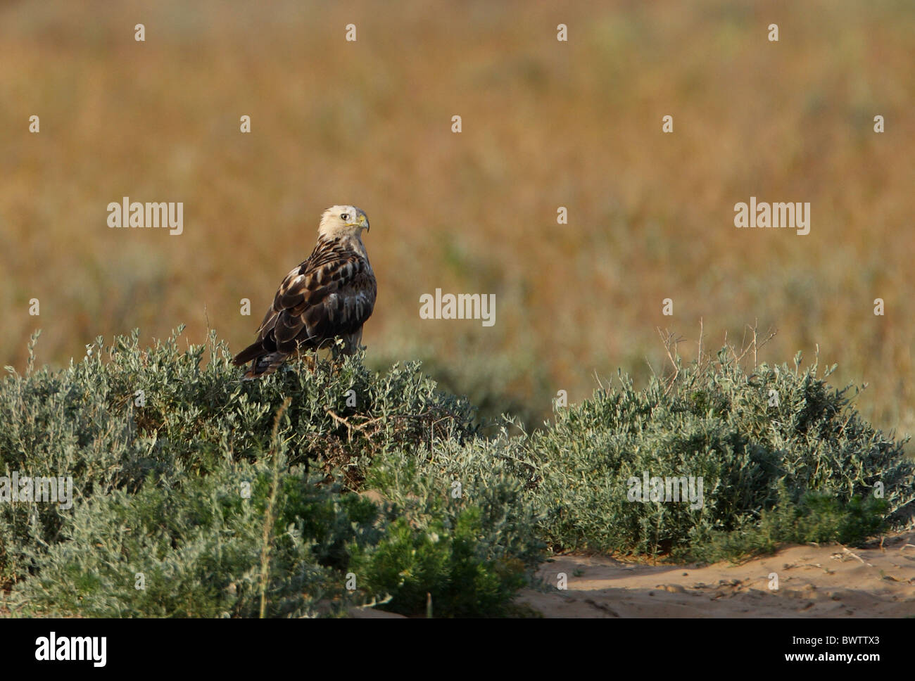 Buzzards in desert hi-res stock photography and images - Alamy