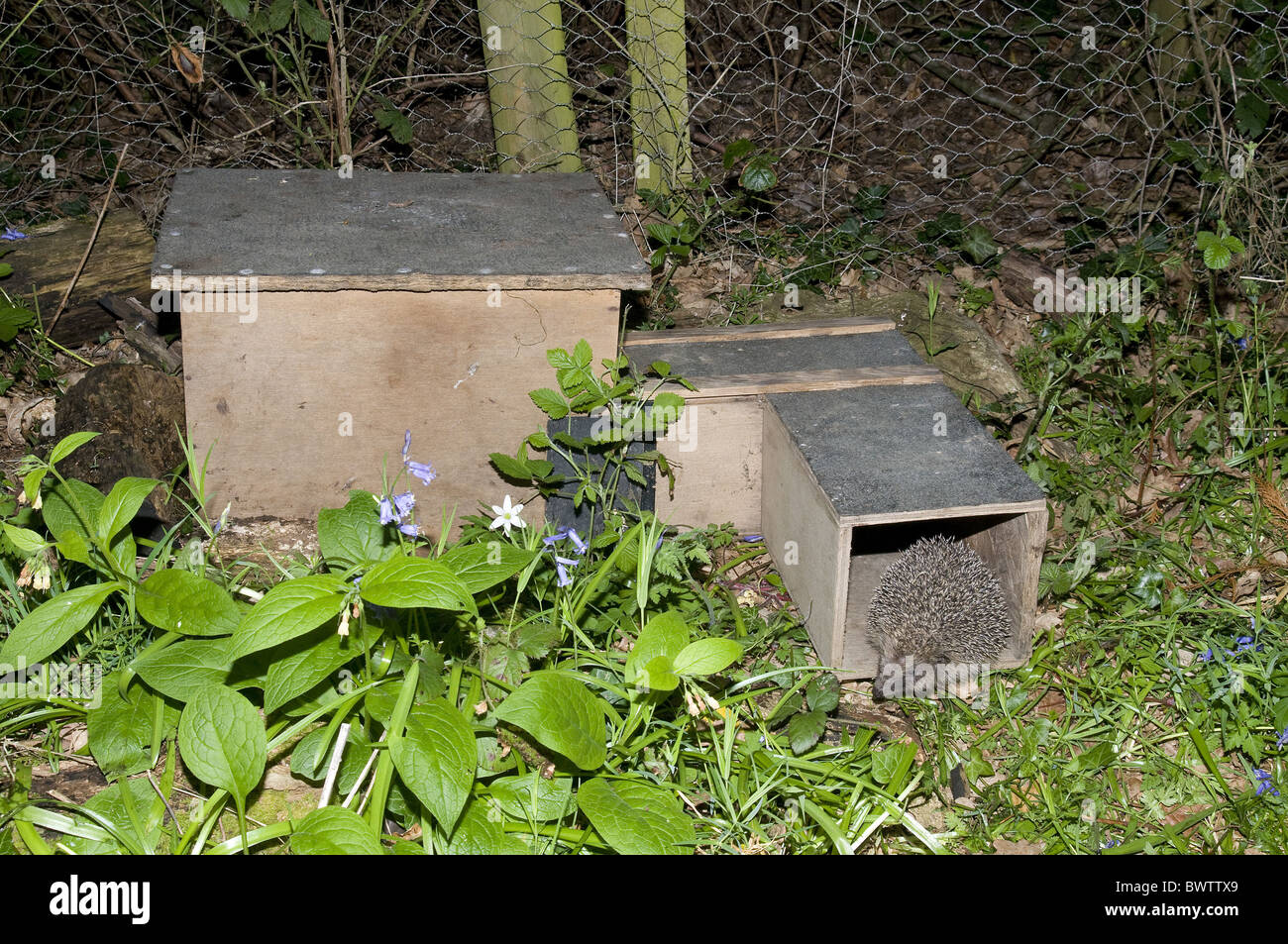 Mammals western european hedgehog insectivores animals wildlife hi-res ...