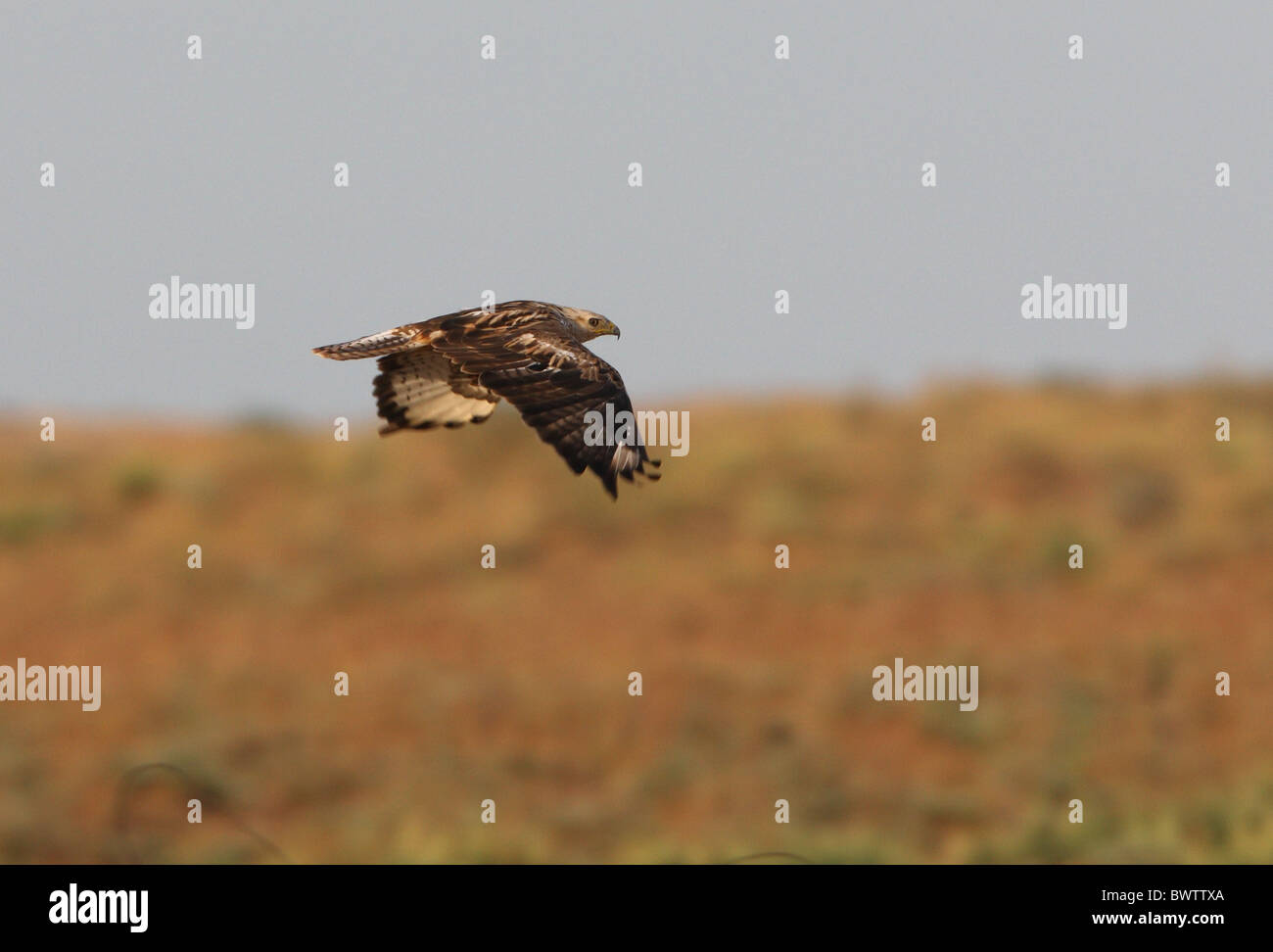 Long-legged Buzzard (Buteo rufinus rufinus) immature, in flight, Taukum ...