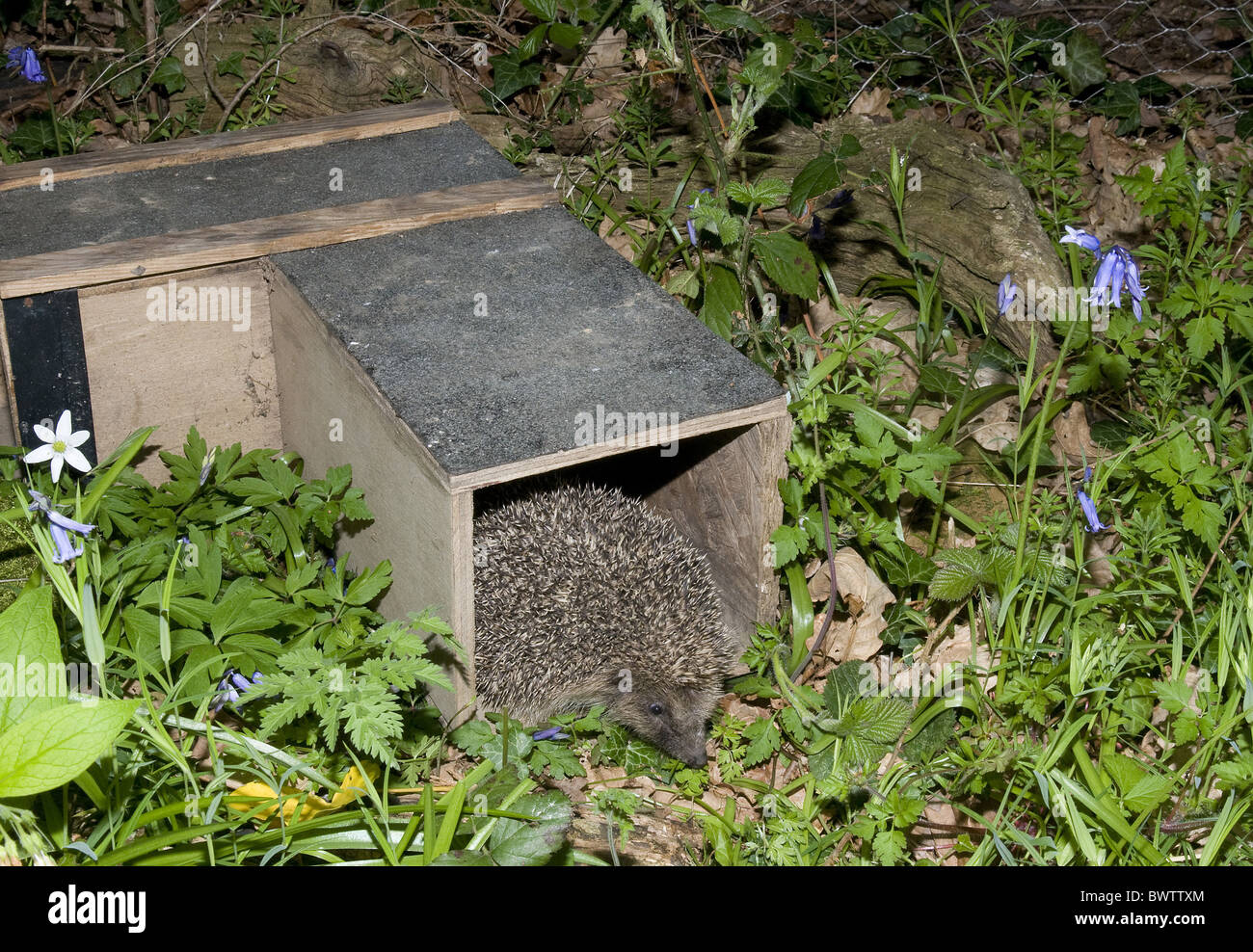 hedgehog hedgehogs insectivore insectivores mammal mammals animal ...