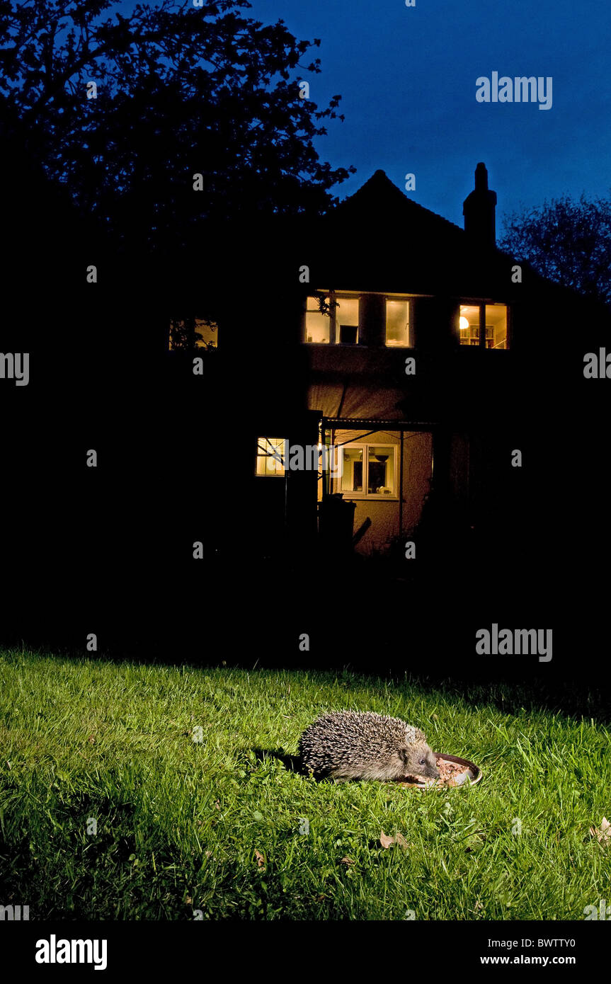 hedgehog hedgehogs insectivore insectivores mammal mammals animal ...