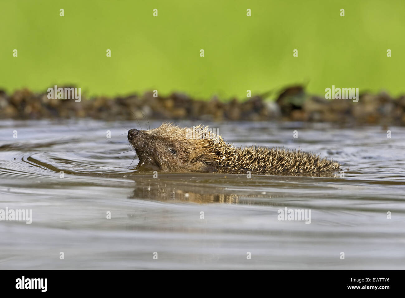 Erinaceus europaeus animals behaviour close up ears garden ponds ...