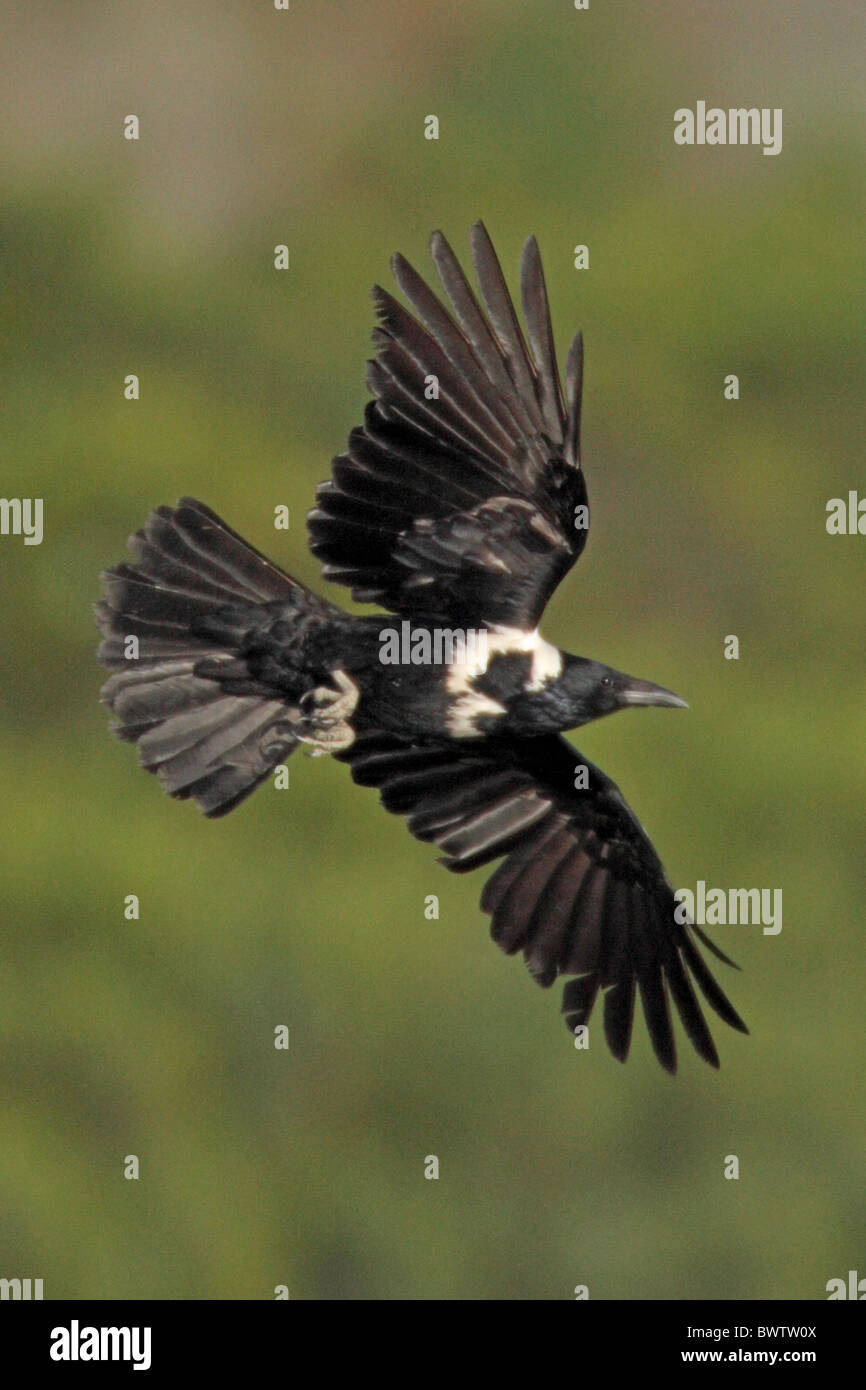 Collared Crow (Corvus torquatus) adult, in flight, over shoreline, Hong ...