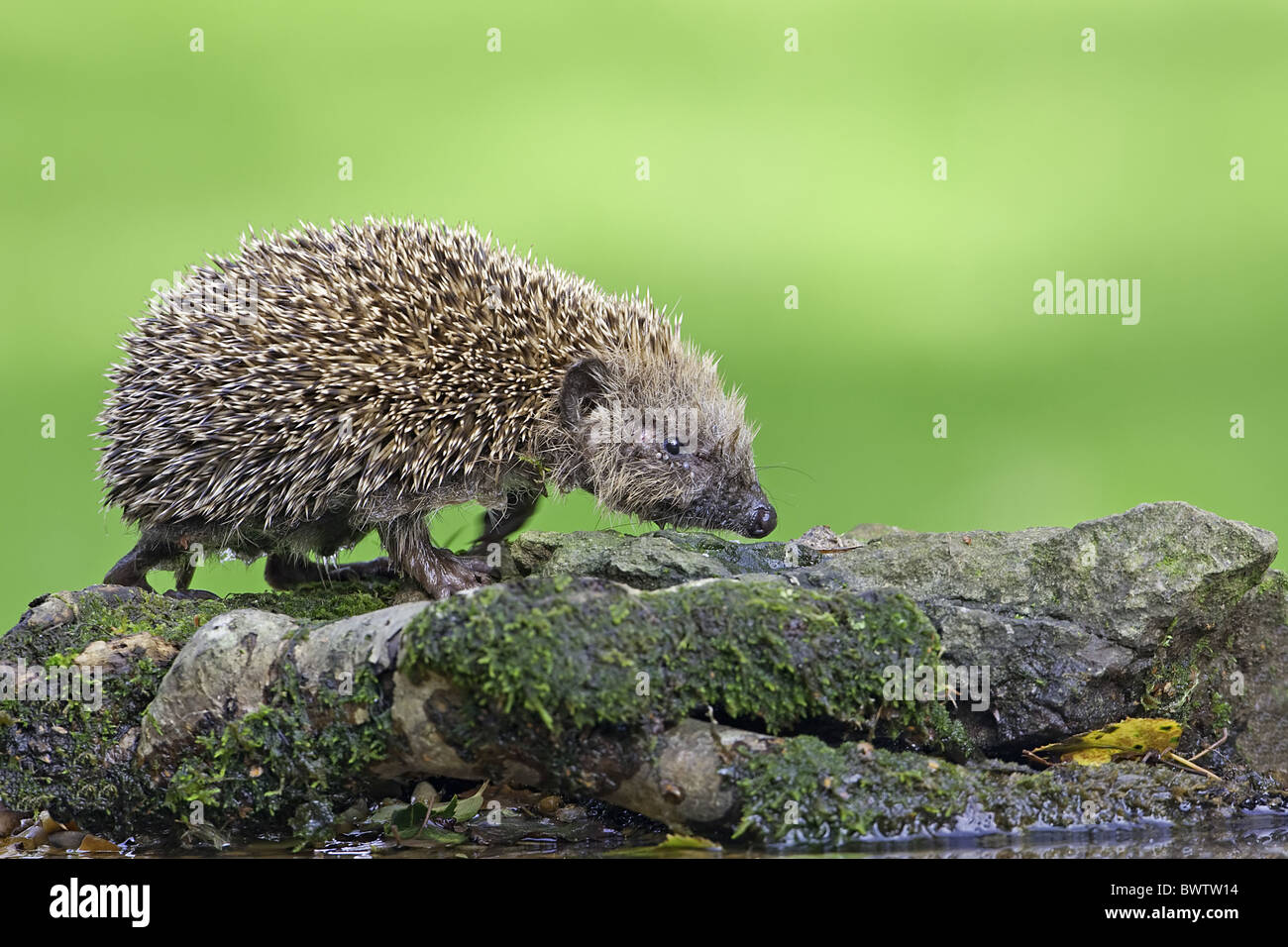 Erinaceus europaeus Warwickshire animals behaviour close up ears garden ...