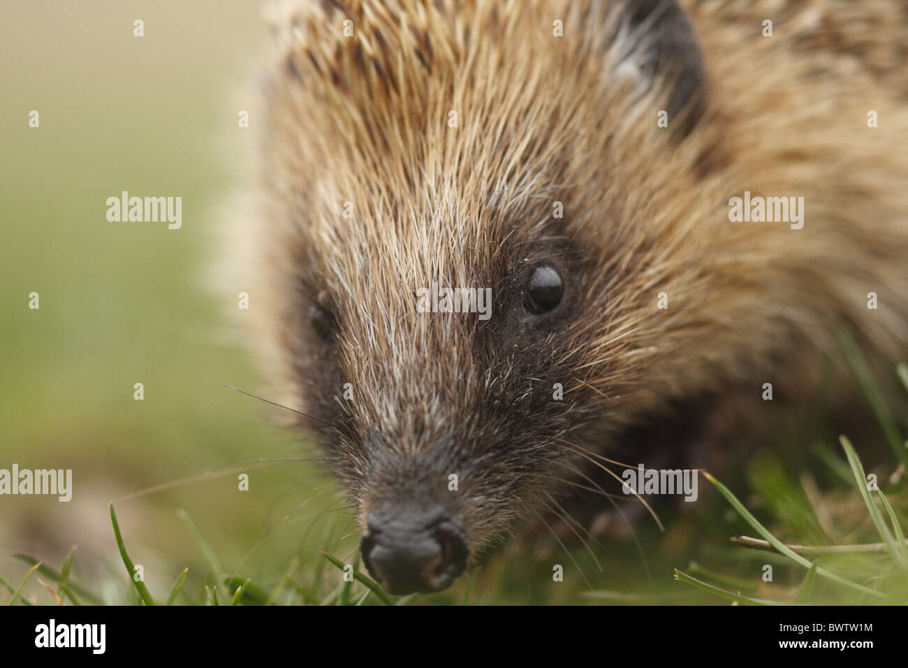 hedgehog hedgehogs insectivore insectivores mammal mammals animal ...