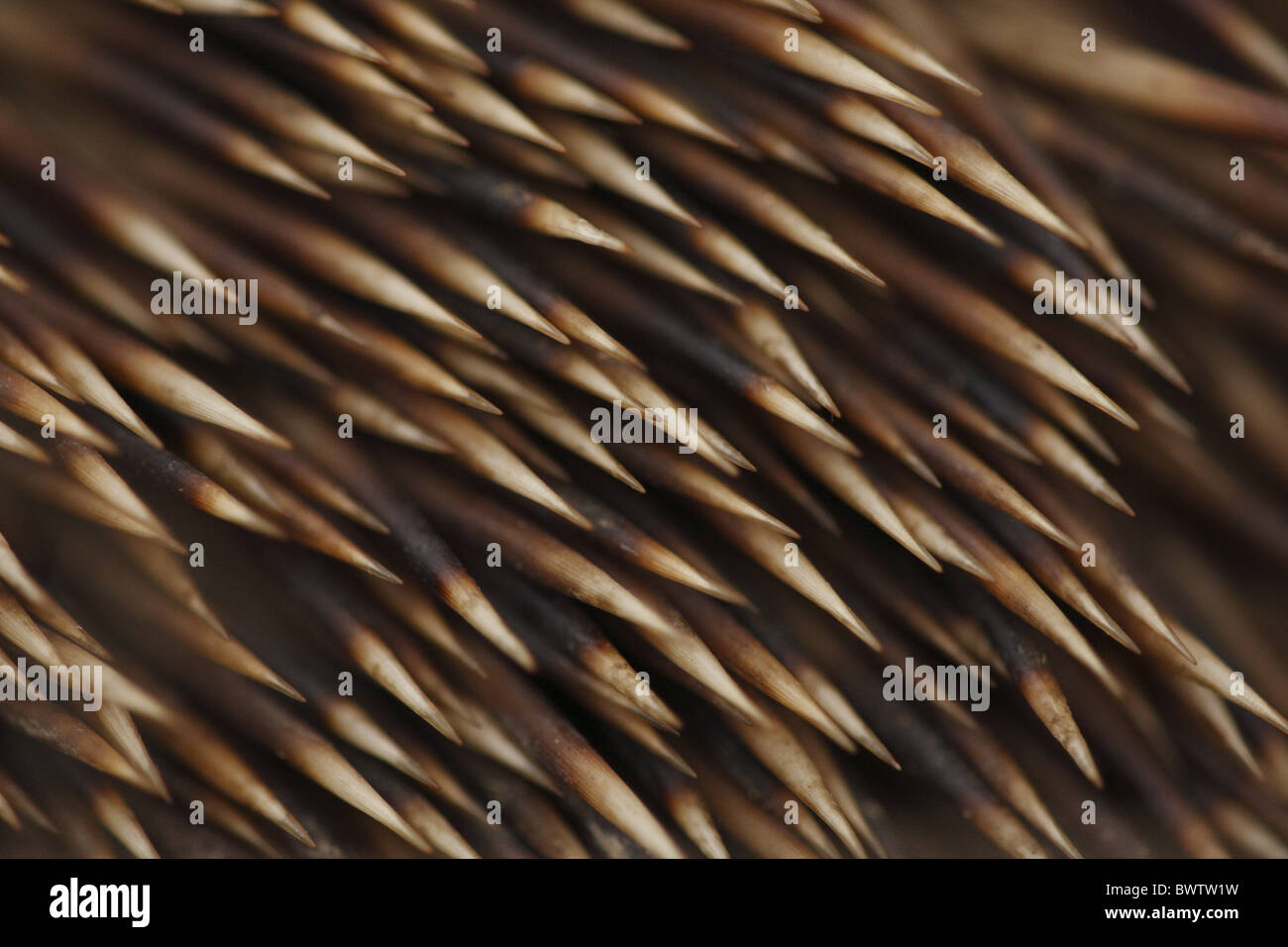 Mammals western european hedgehog insectivores animals wildlife hi-res ...