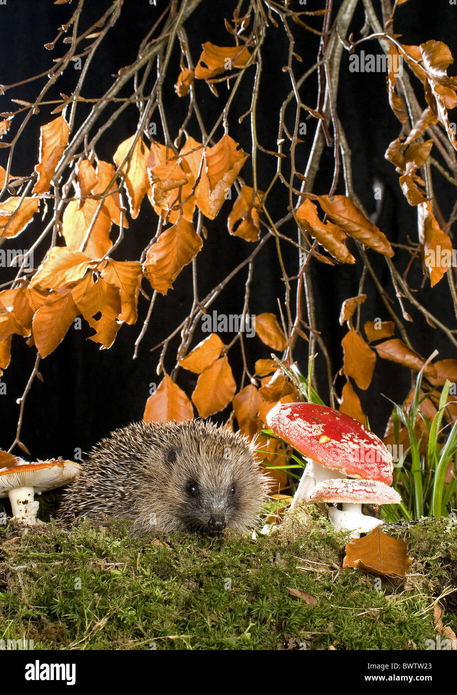 hedgehog hedgehogs insectivore insectivores mammal mammals animal ...