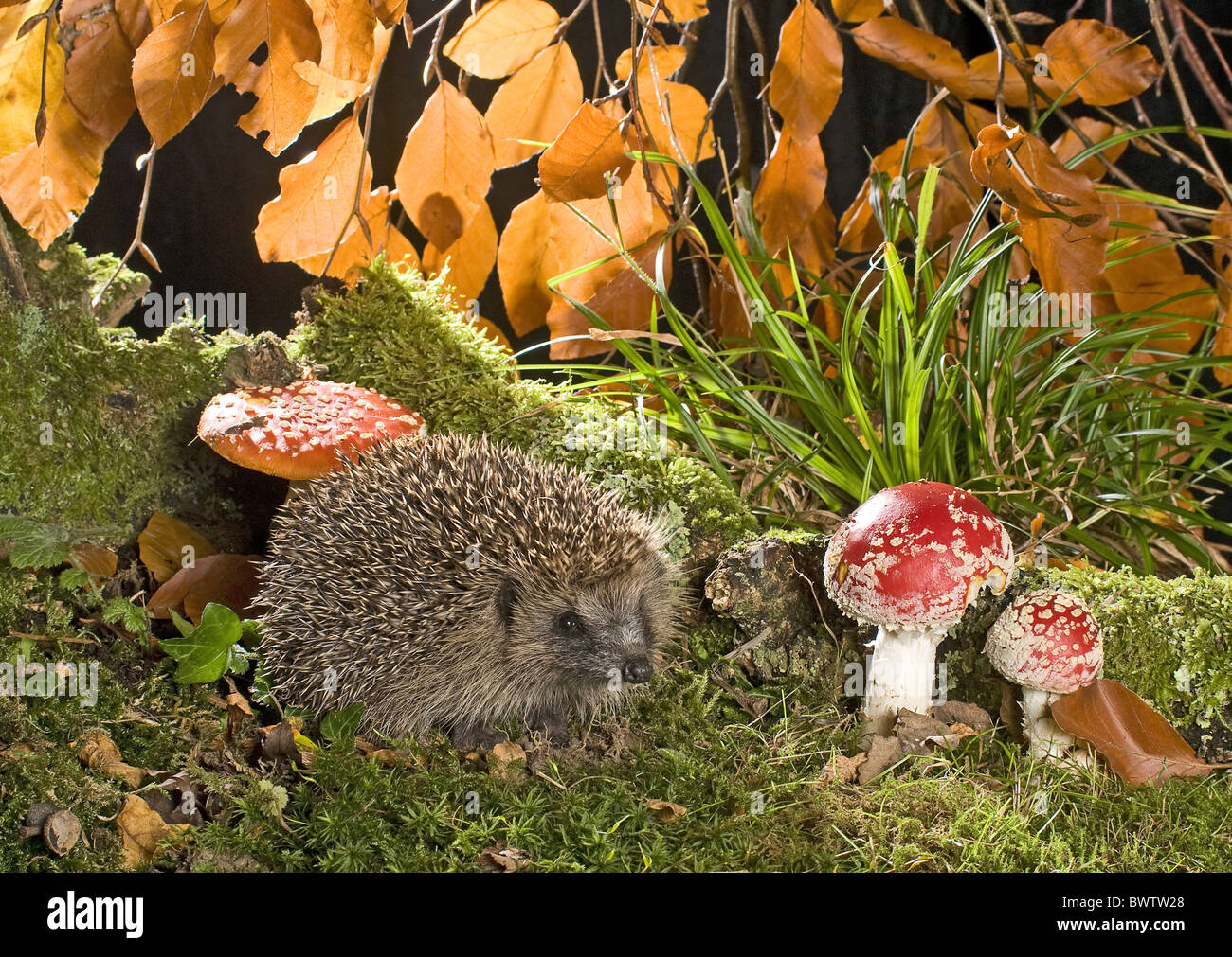 hedgehog hedgehogs insectivore insectivores mammal mammals animal ...