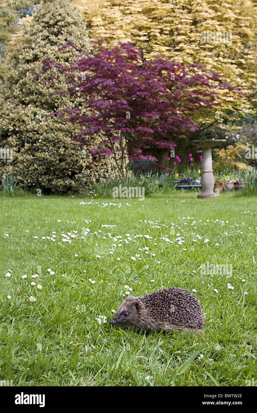 Erinaceus europaeus ears foraging garden gardens hedgehog hibernation ...