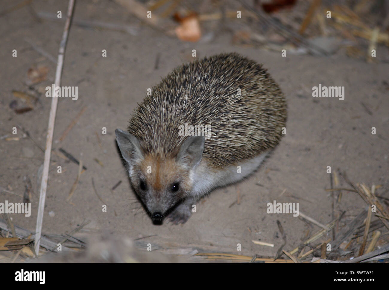 Long-eared Hedgehog Hemiechinus auritus adult Stock Photo - Alamy