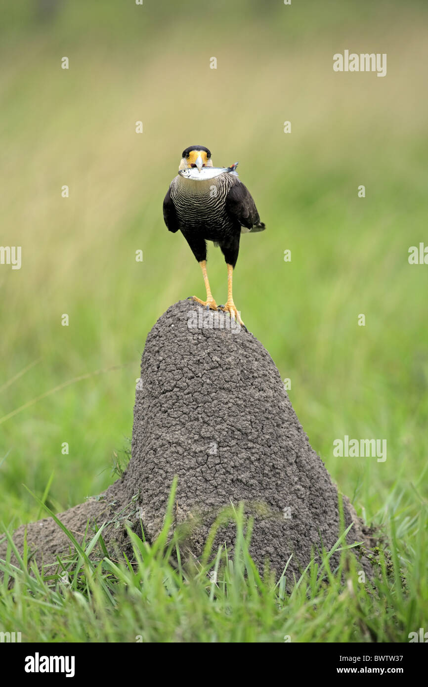 Termite feeding bird hi-res stock photography and images - Alamy