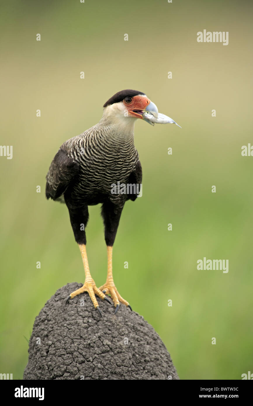 Termite feeding bird hi-res stock photography and images - Alamy