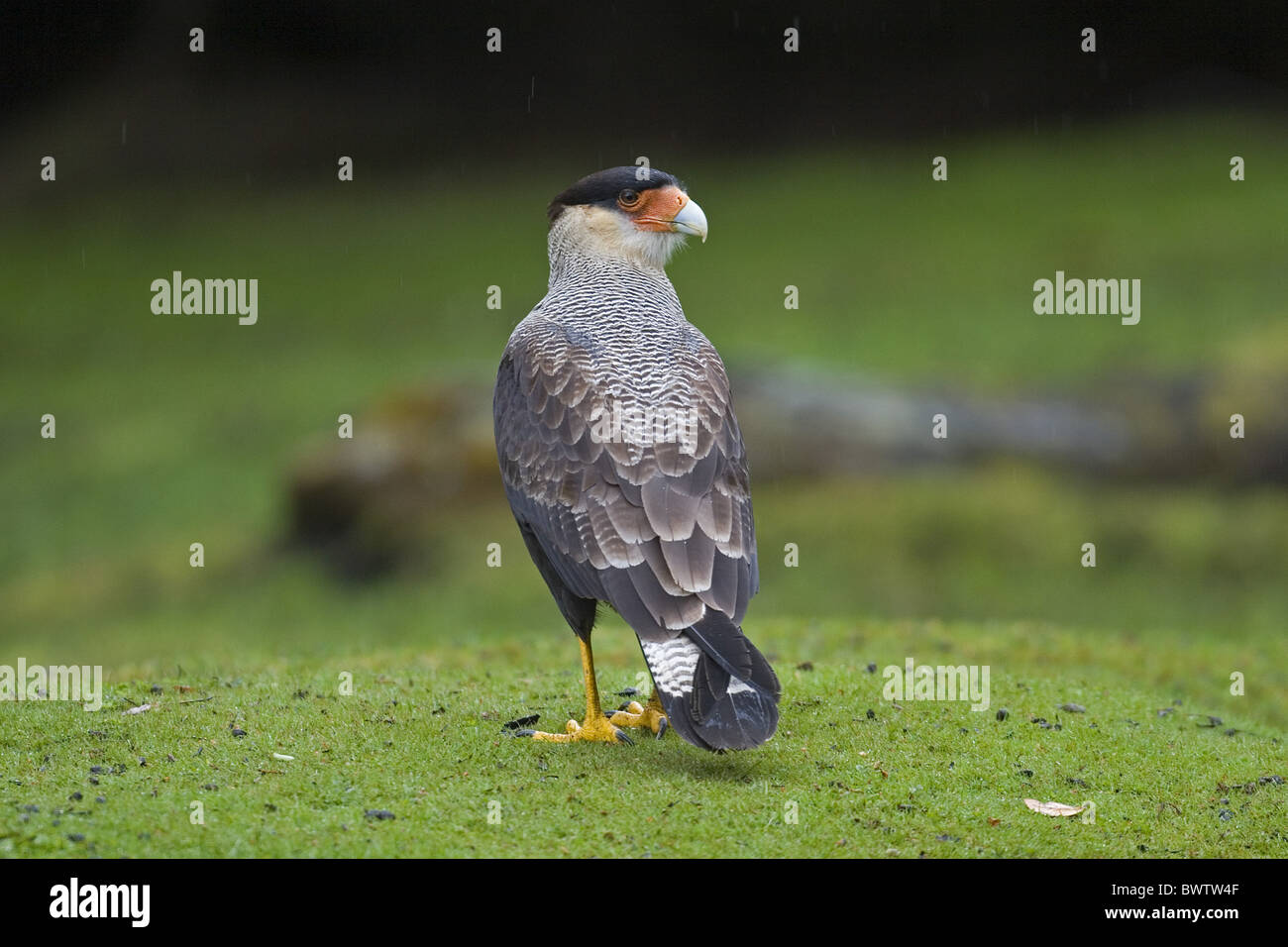 Tierra del fuego in southern chile hi-res stock photography and images - Alamy