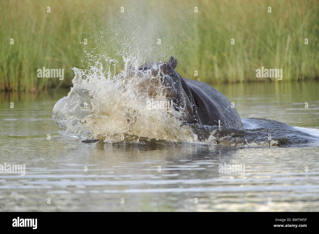 aggression botswana delta hippo hippopotamus kwando lagoon mouth nature ...