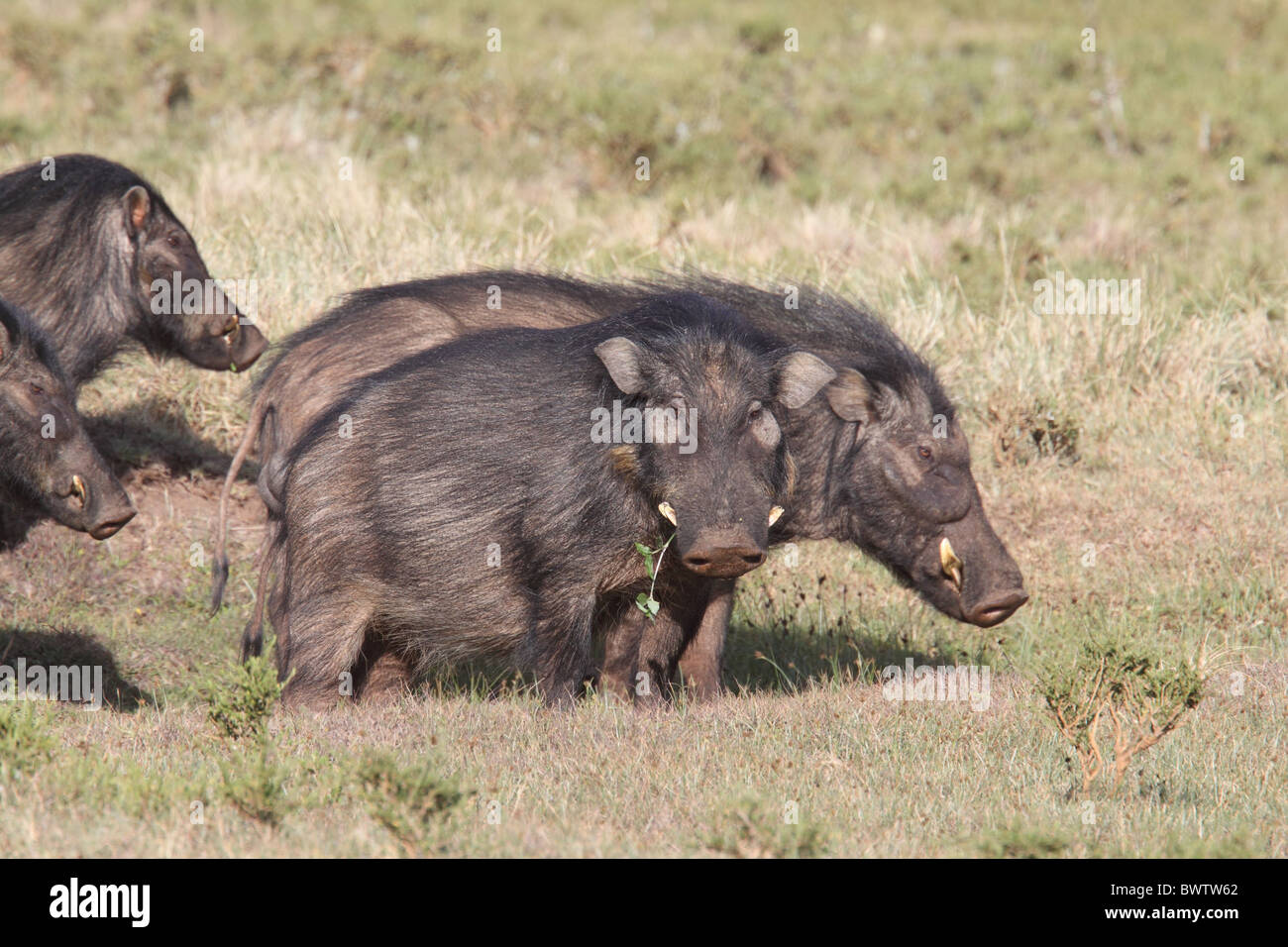 Giant Forest Hog Even-toed Ungulate Pig Hog Aberdare Mountains Aberdare ...