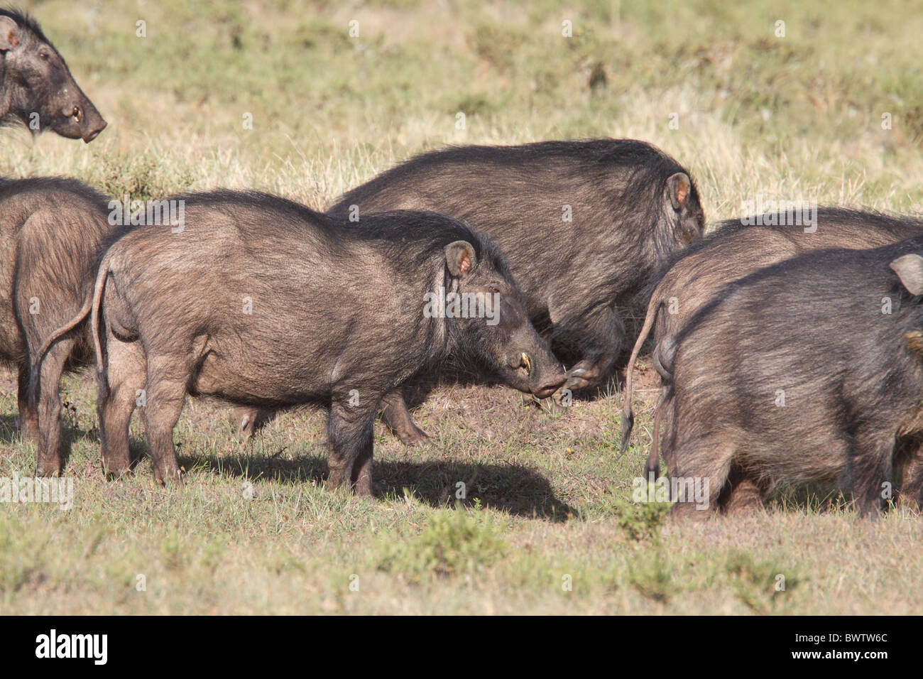 Giant Forest Hog Sounder Even-toed Ungulate Pig Hog Aberdare Mountains ...