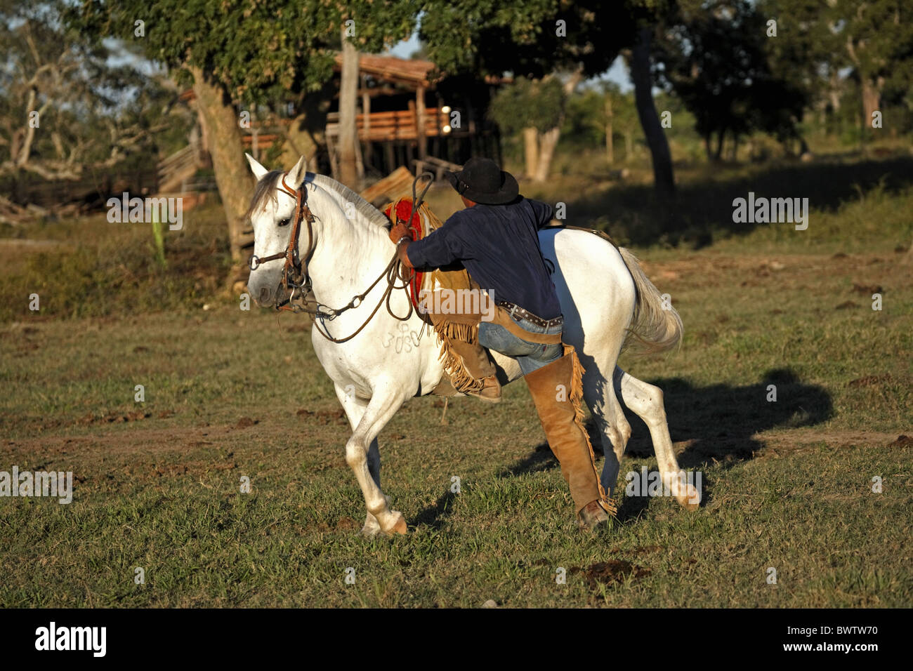 Pantanal cowboy mounting Pantaneiro horse wetland Stock Photo - Alamy