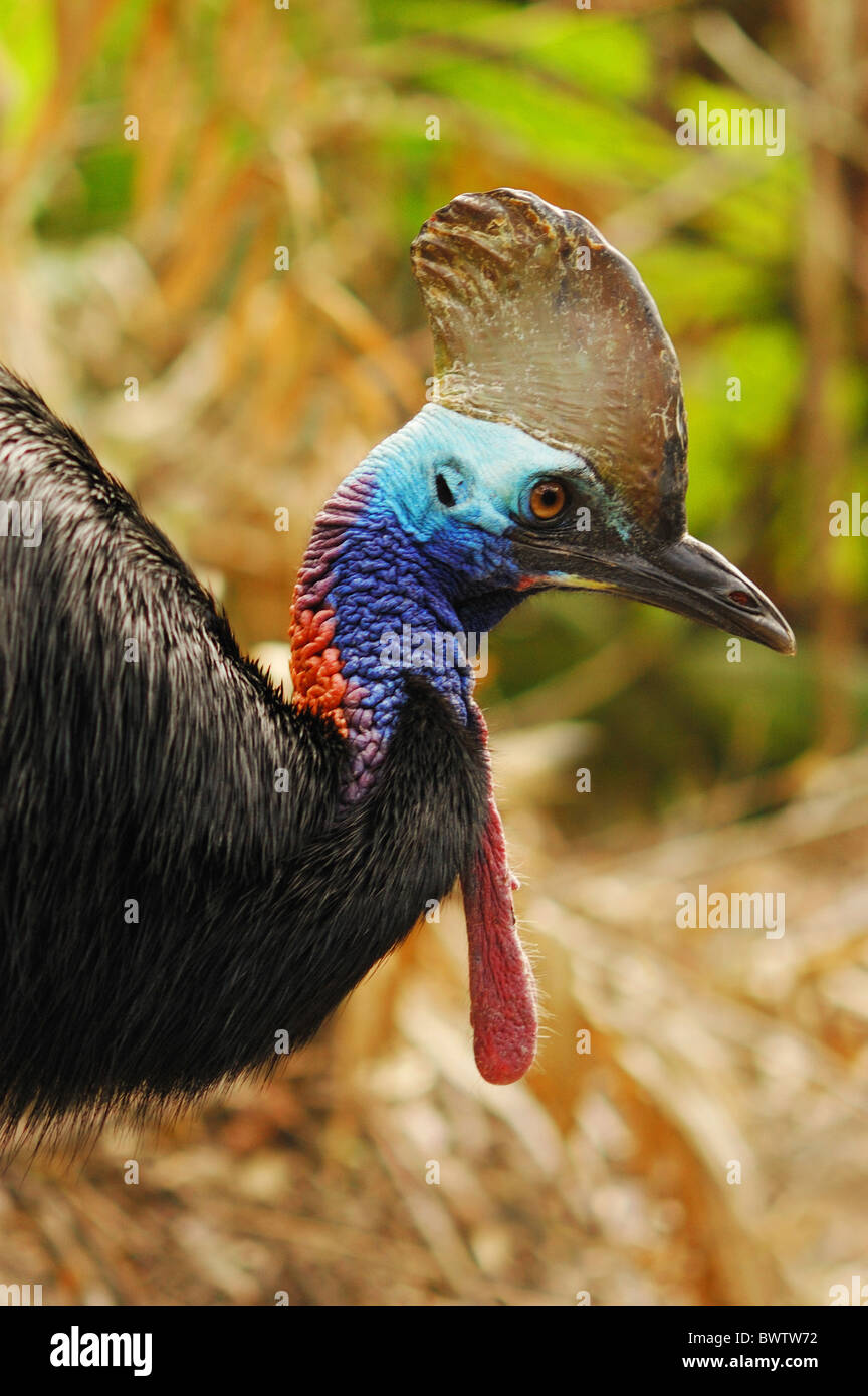 Southern Cassowary (Casuarius casuarius) adult, close-up of head, in ...