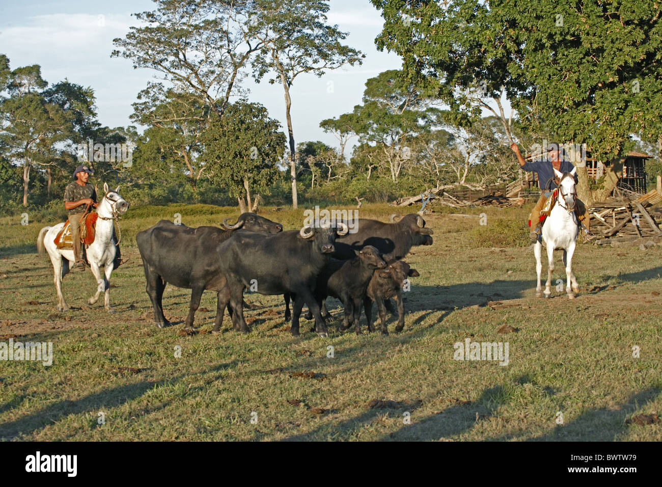 Pantaneiro horses hi-res stock photography and images - Alamy