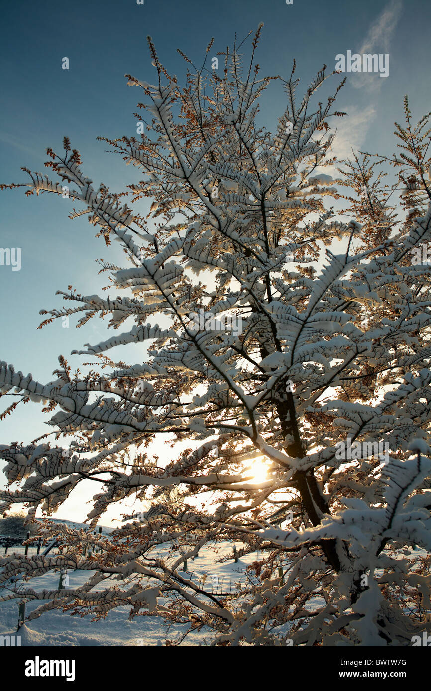 Snow-covered Arctic Beech in Nidderdale, North Yorkshire Stock Photo ...