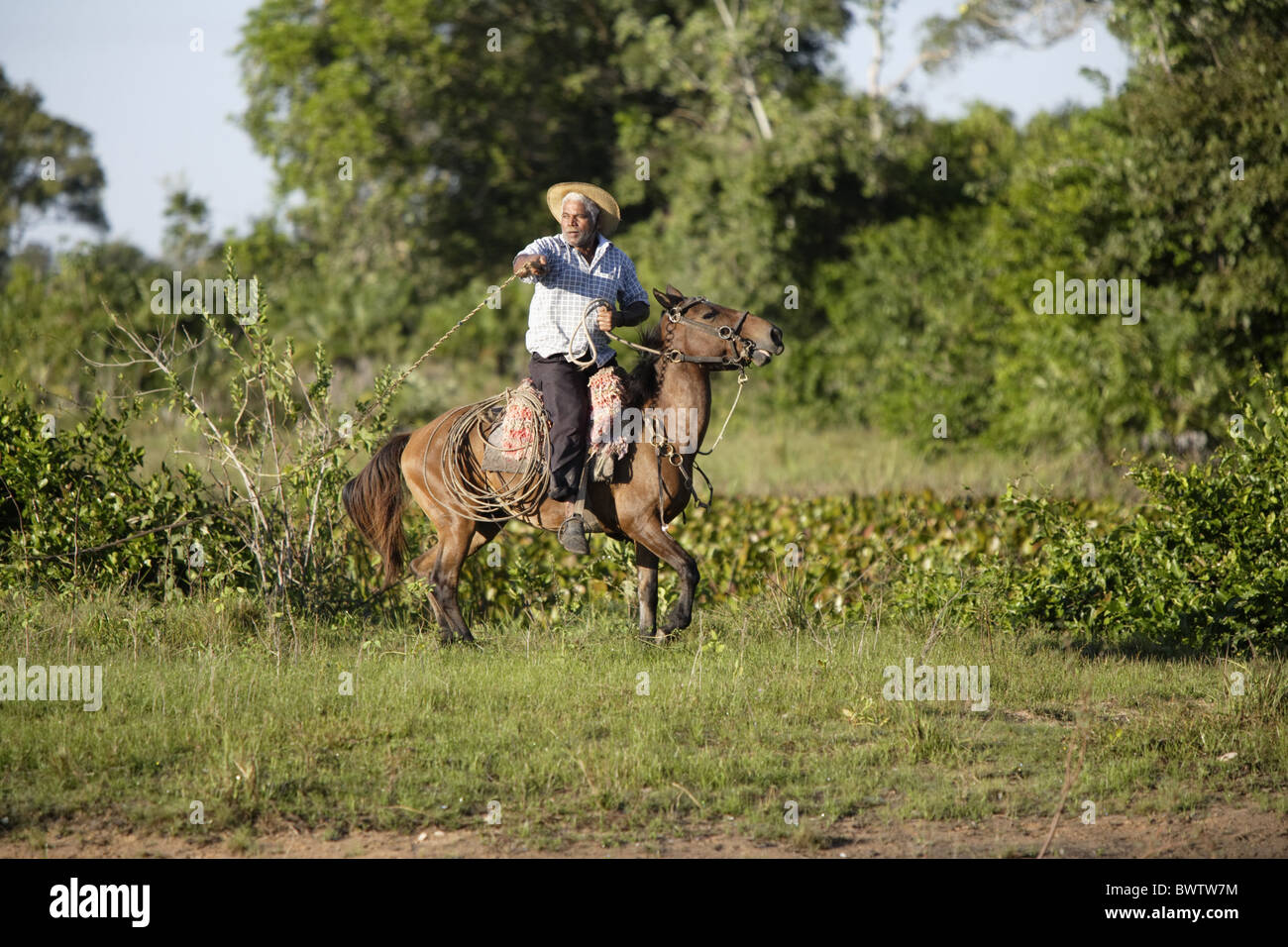 Pantaneiro horses hi-res stock photography and images - Alamy