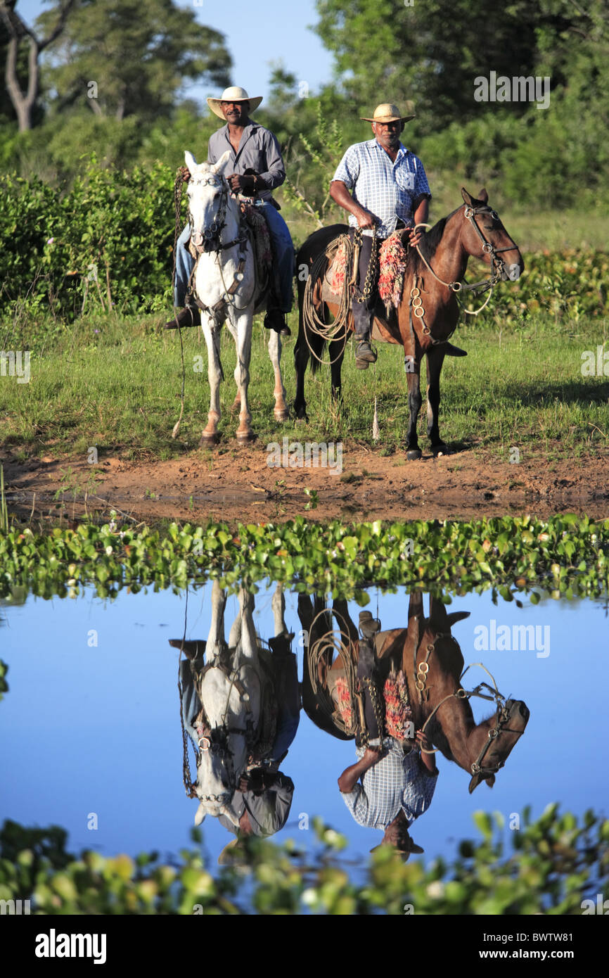 Pantaneiro horses hi-res stock photography and images - Alamy