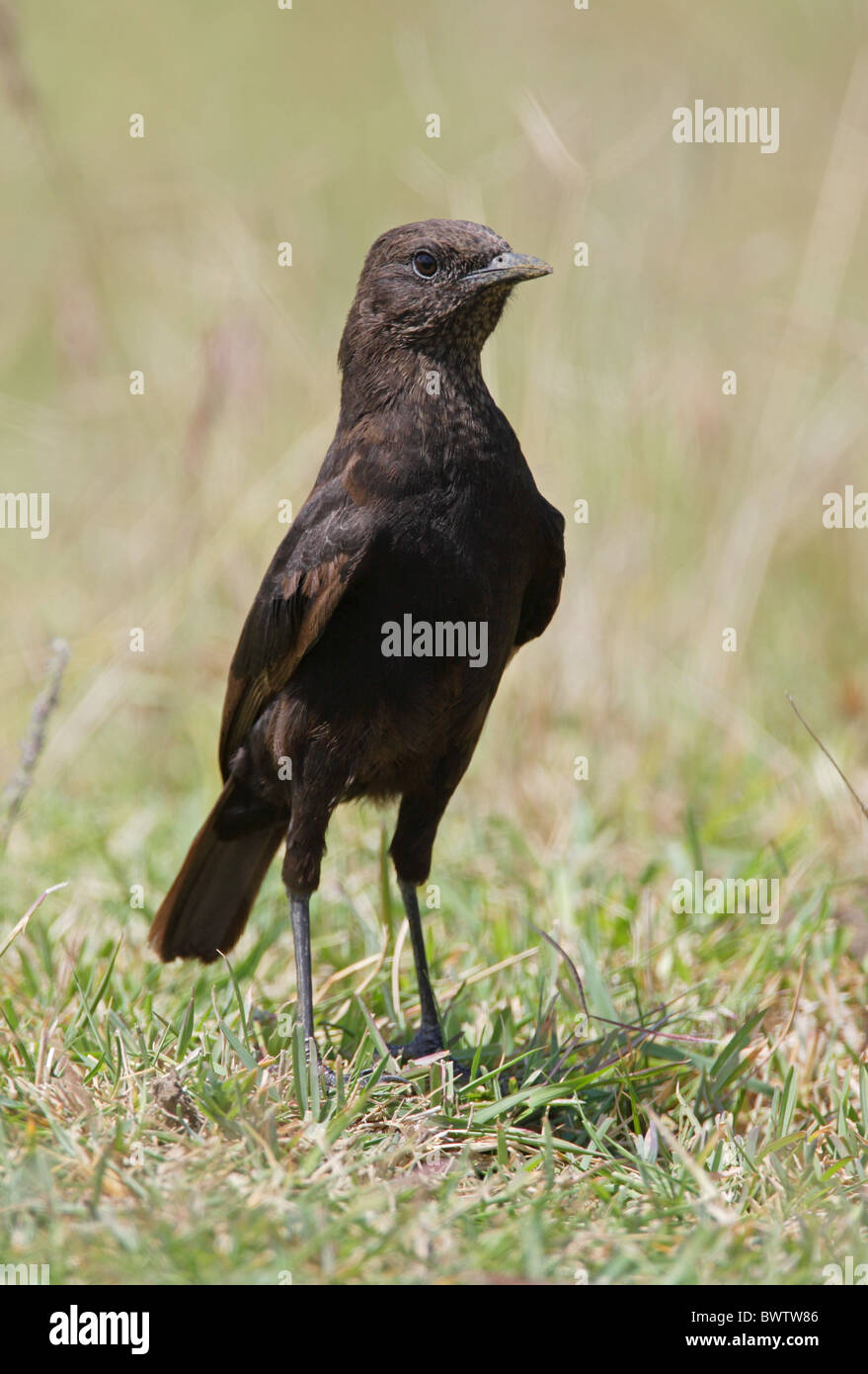 Northern Anteater Chat (Myrmecocichla aethiops cryptoleuca) immature ...