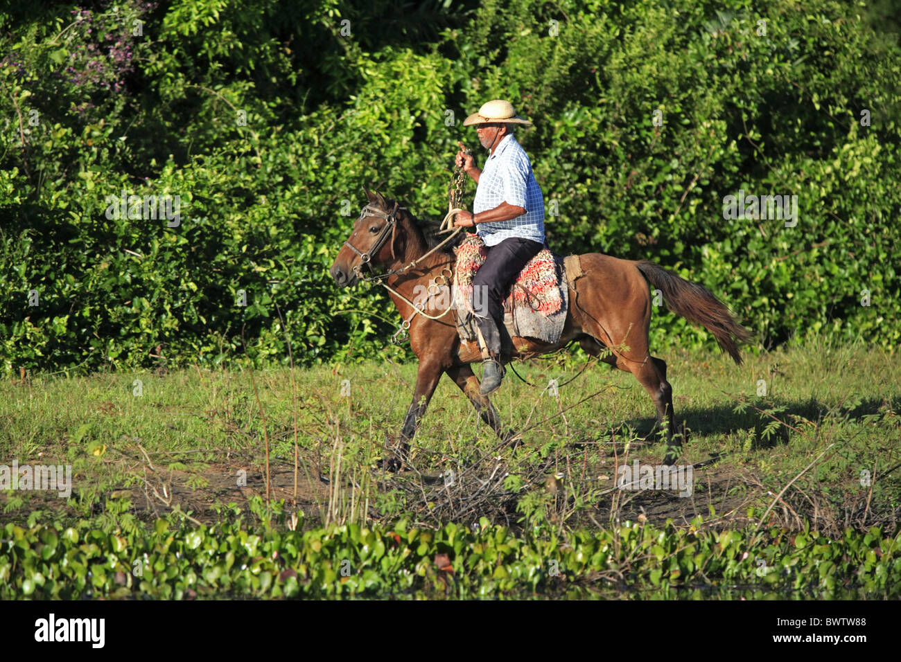 Pantanal cowboy riding Pantaneiro horse wetland Stock Photo - Alamy