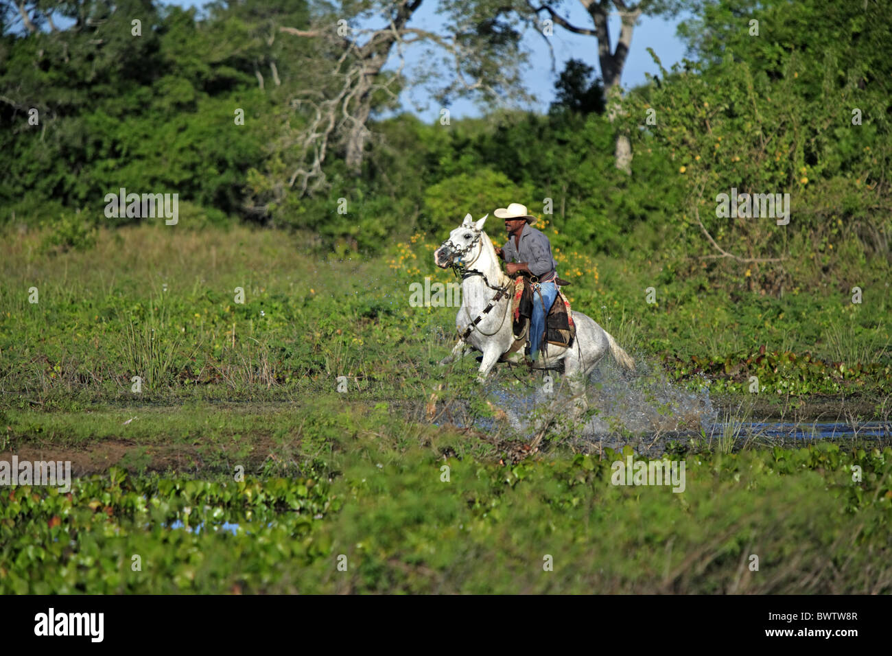 am Wasser - at water im Wasser - in water reiten - riding horse horses ...