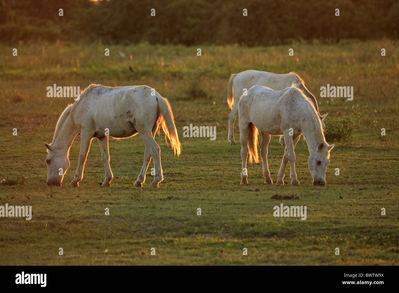 Pantaneiro horses hi-res stock photography and images - Alamy